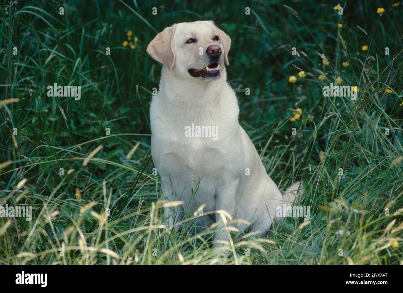 Lab in flower field Stock Photo - Alamy