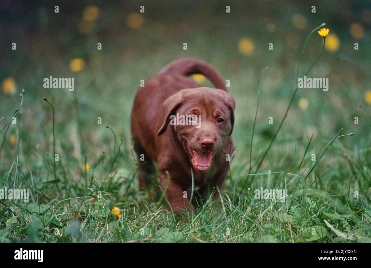Lab puppy walking in flower field Stock Photo - Alamy