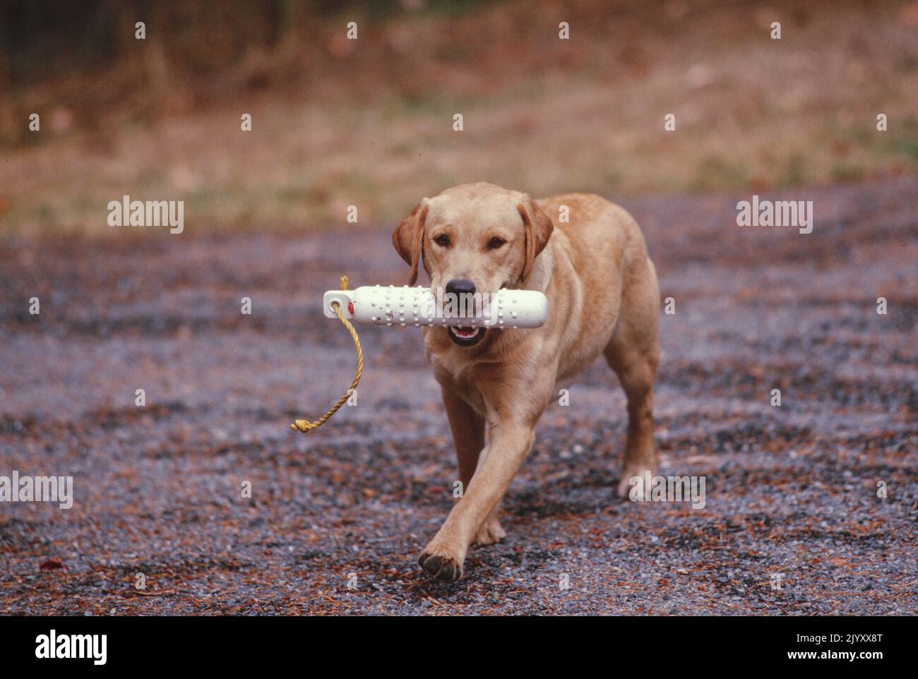 Lab puppy with toy Stock Photo - Alamy