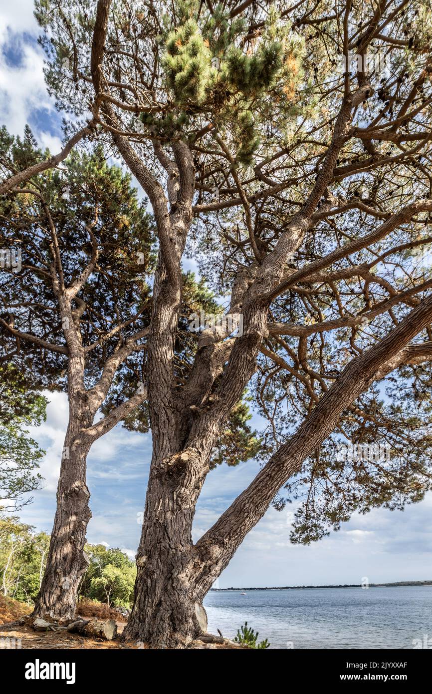 Pine trees, National Trust, Brownsea Island, Dorset, UK Stock Photo - Alamy