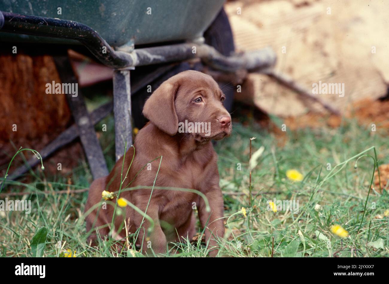 Pedigree lab hi-res stock photography and images - Alamy