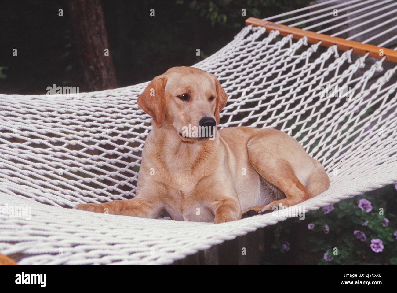 Lab laying in hammock looking left Stock Photo - Alamy