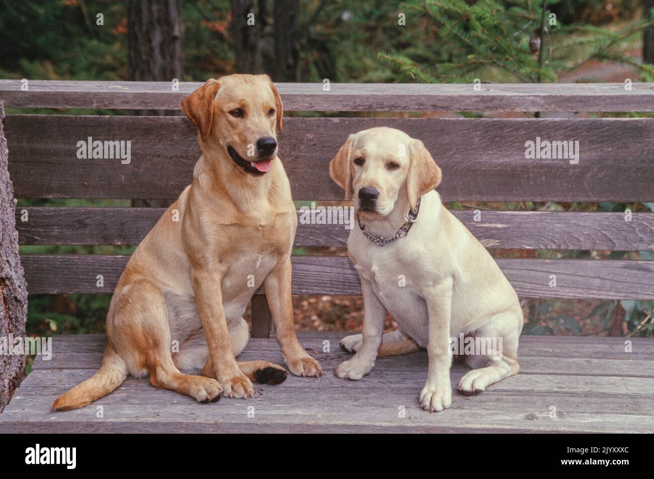 Labs on bench Stock Photo - Alamy