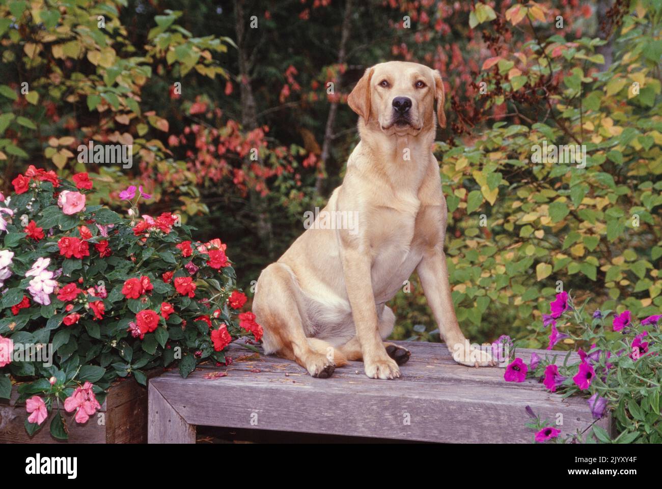 Sitting lab hi-res stock photography and images - Alamy