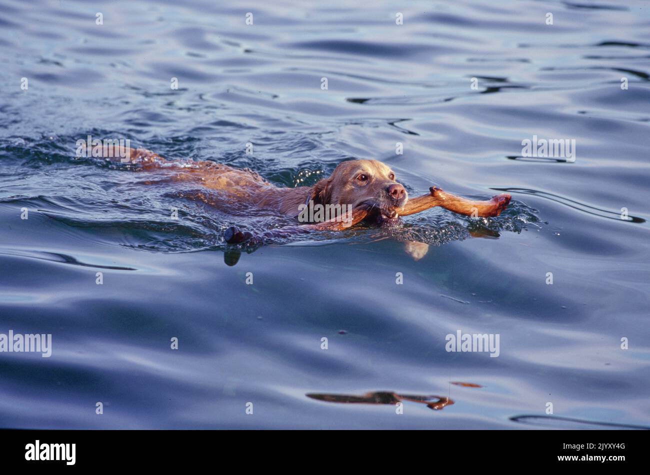 Lab swimming with stick in mouth Stock Photo - Alamy