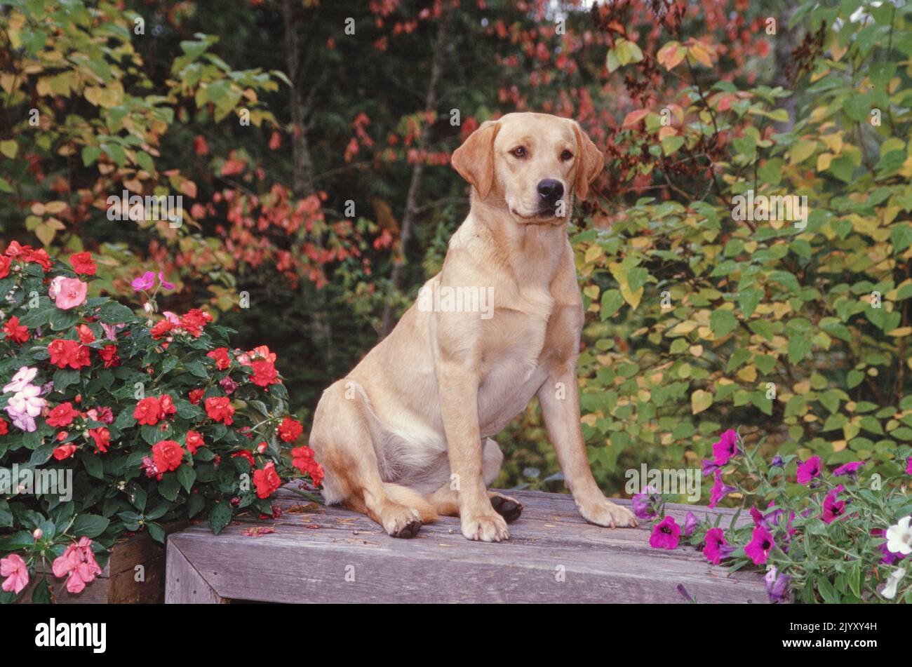 Garden lab hi-res stock photography and images - Alamy