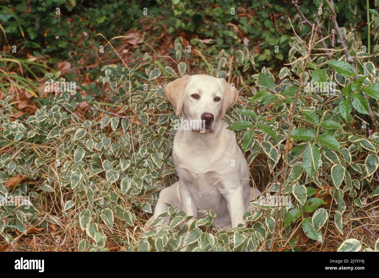 Lab animal hi-res stock photography and images - Alamy