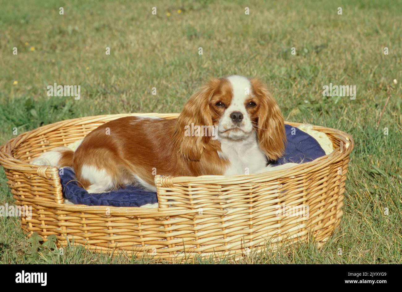 King charles bed hi-res stock photography and images - Alamy