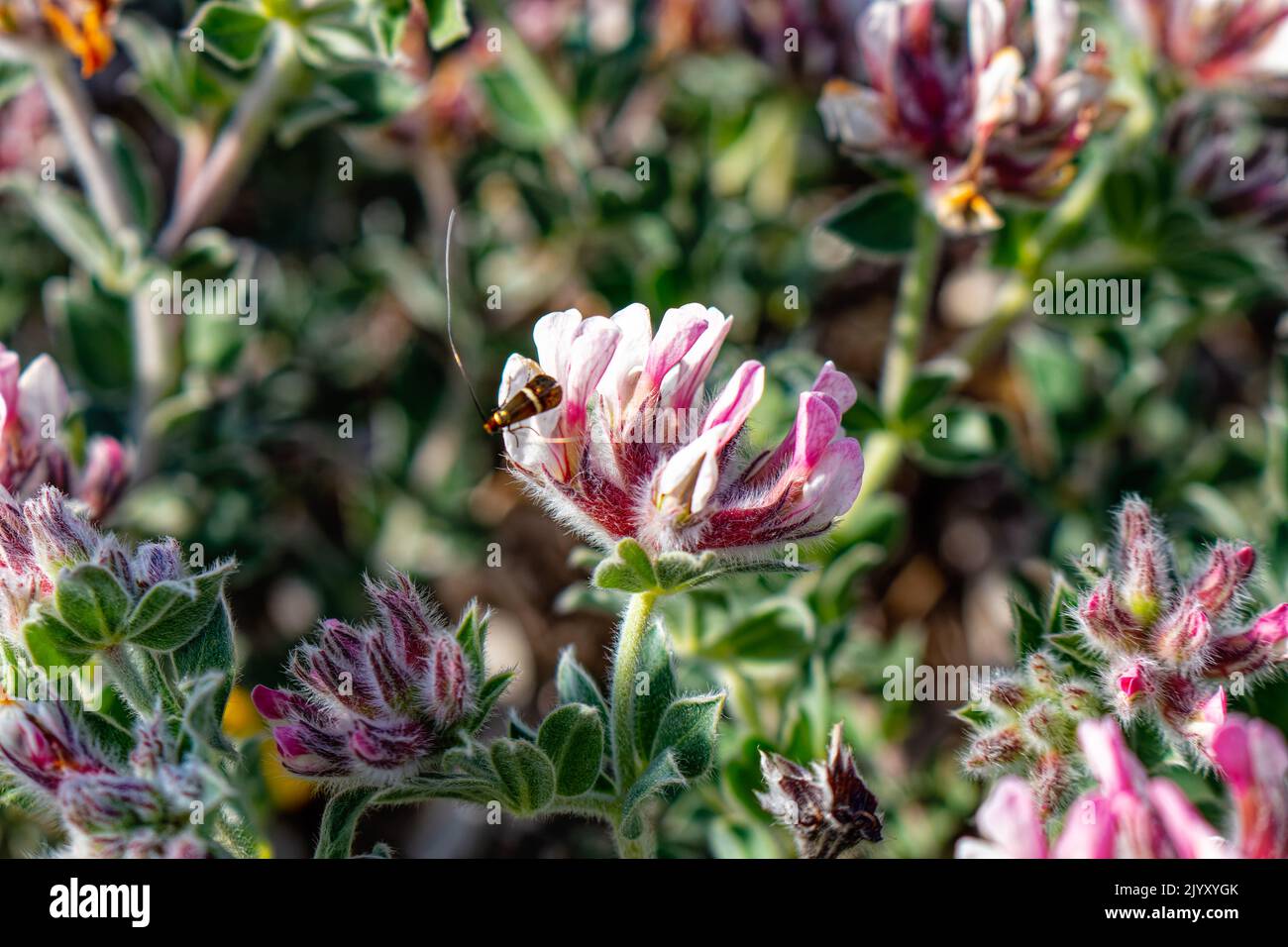 Lotus hirsutus - common name: canary clover and The longhorn moth or ...