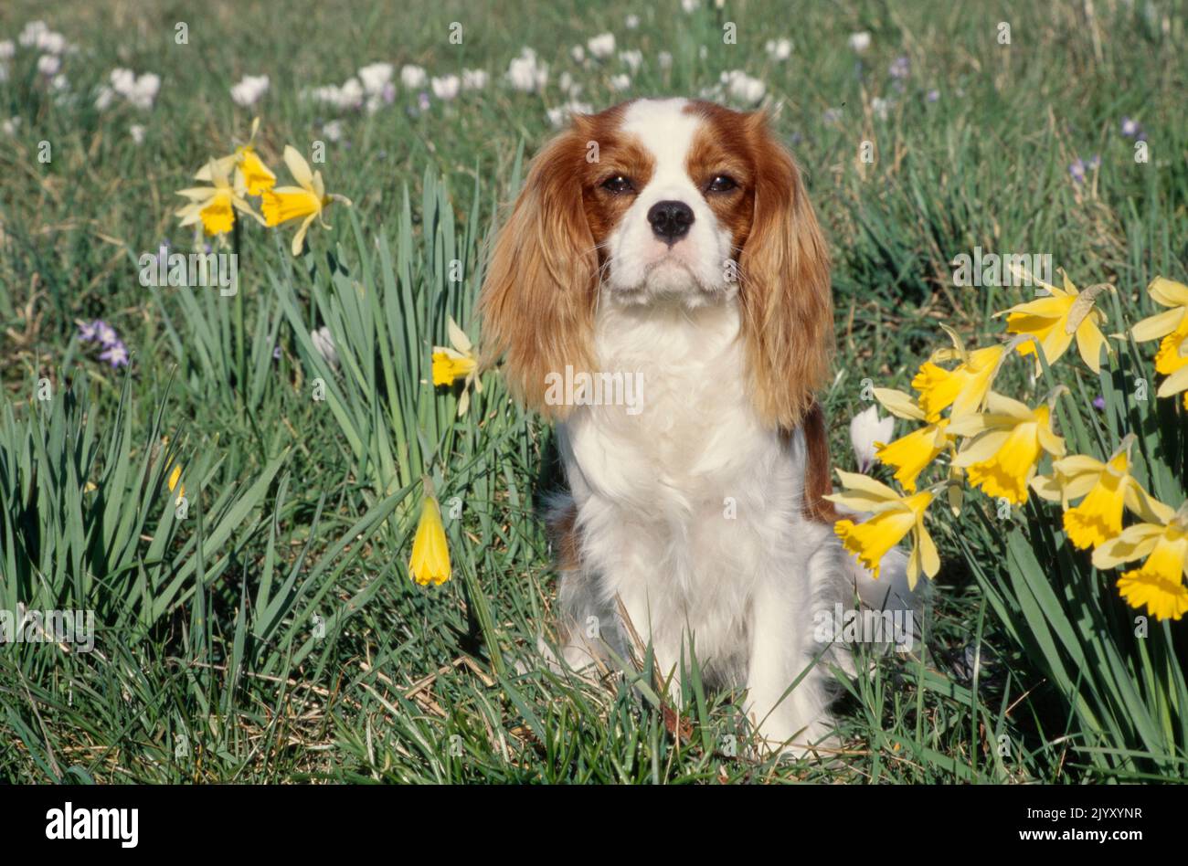 Charles flower hi-res stock photography and images - Alamy