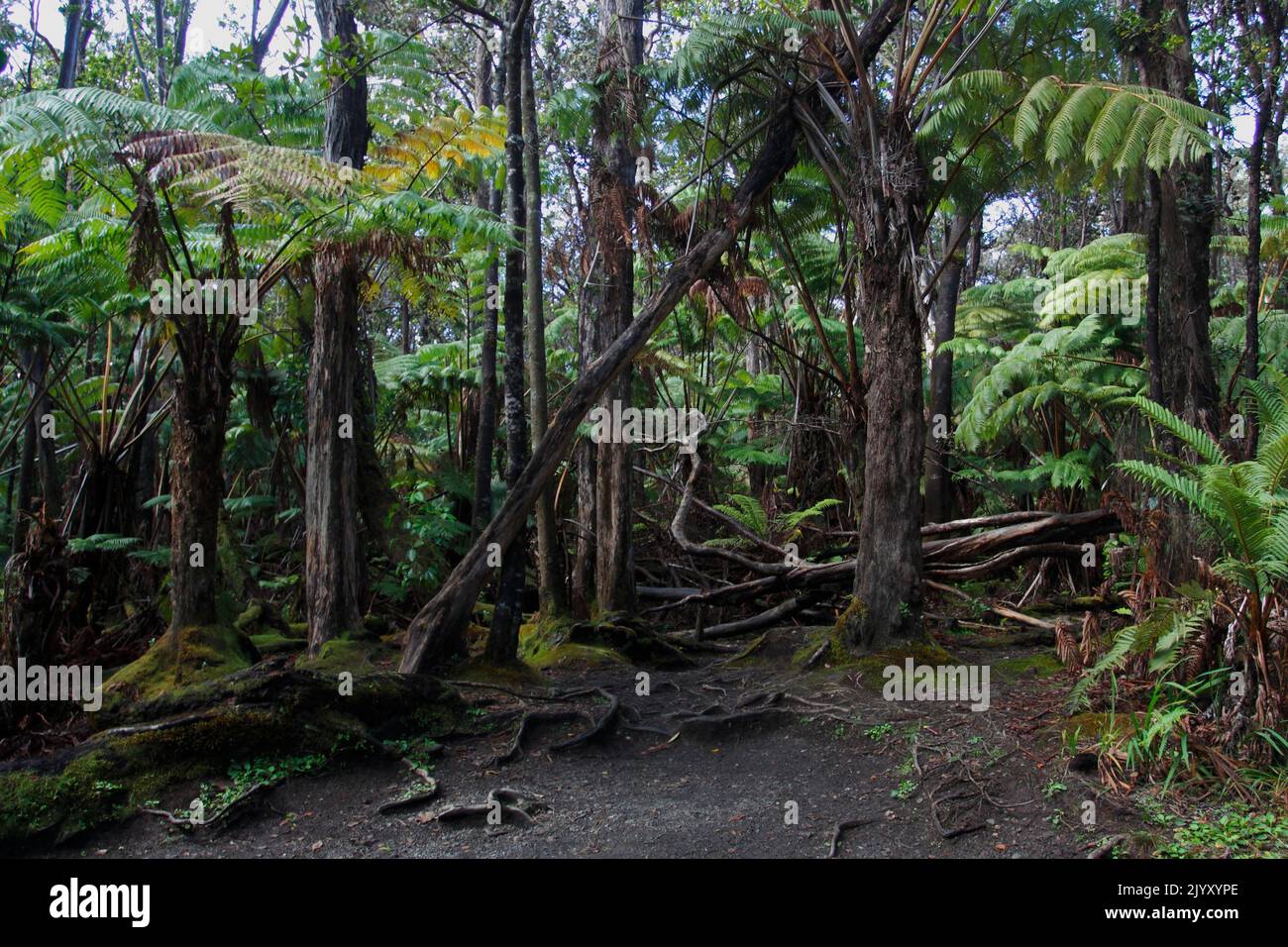 Fern Forest, Hawai'i Volcanoes National Park Stock Photo - Alamy