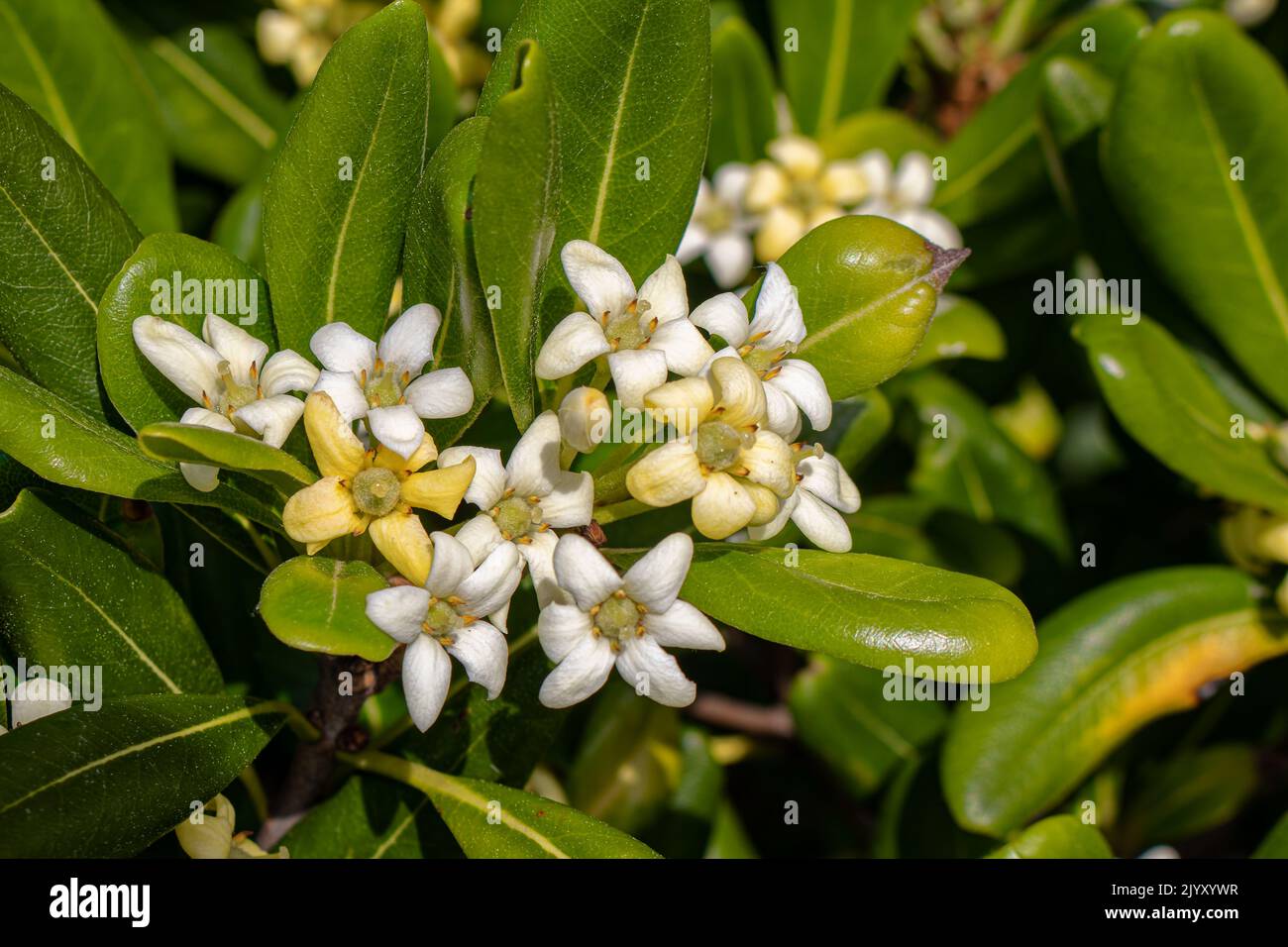 Pittosporum tobira several common names, including Australian laurel ...