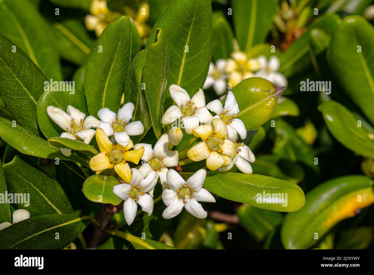Pittosporum tobira several common names, including Australian laurel ...