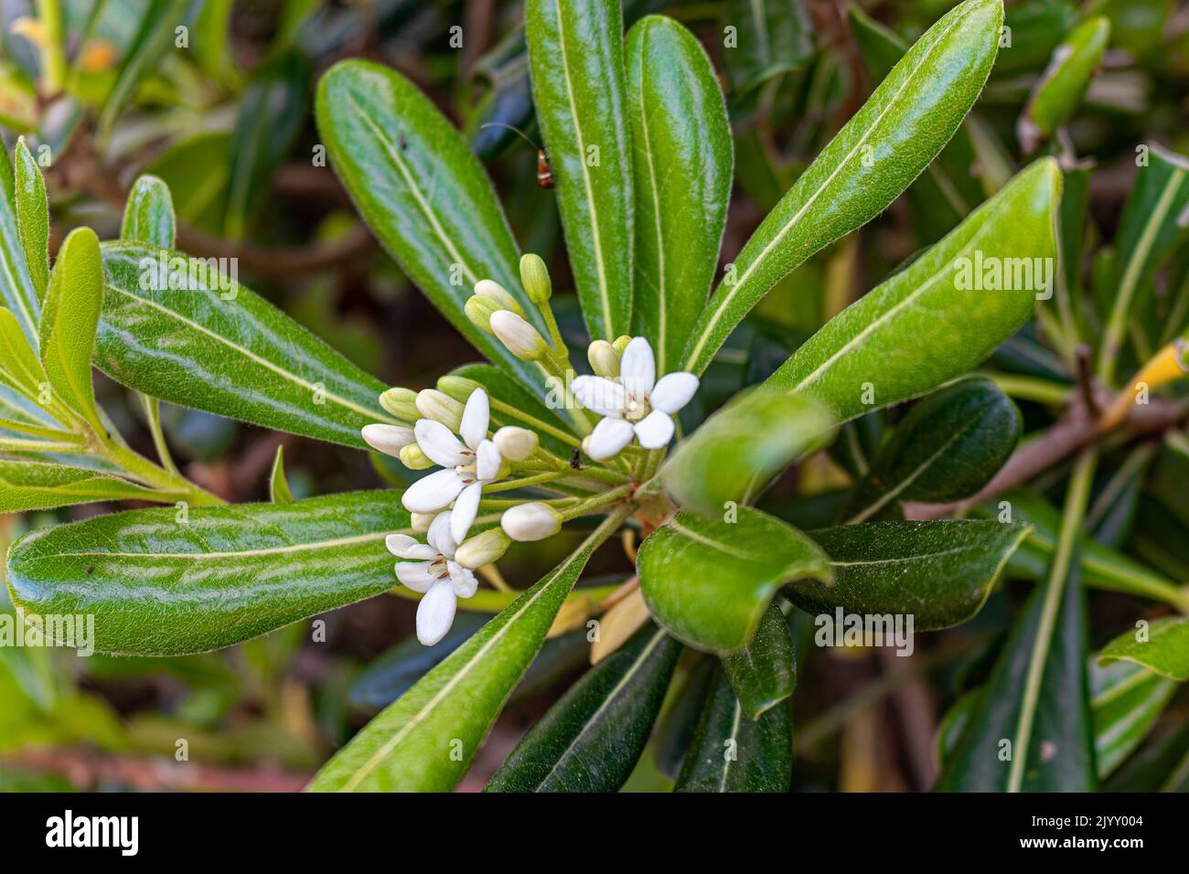 Pittosporum tobira several common names, including Australian laurel ...