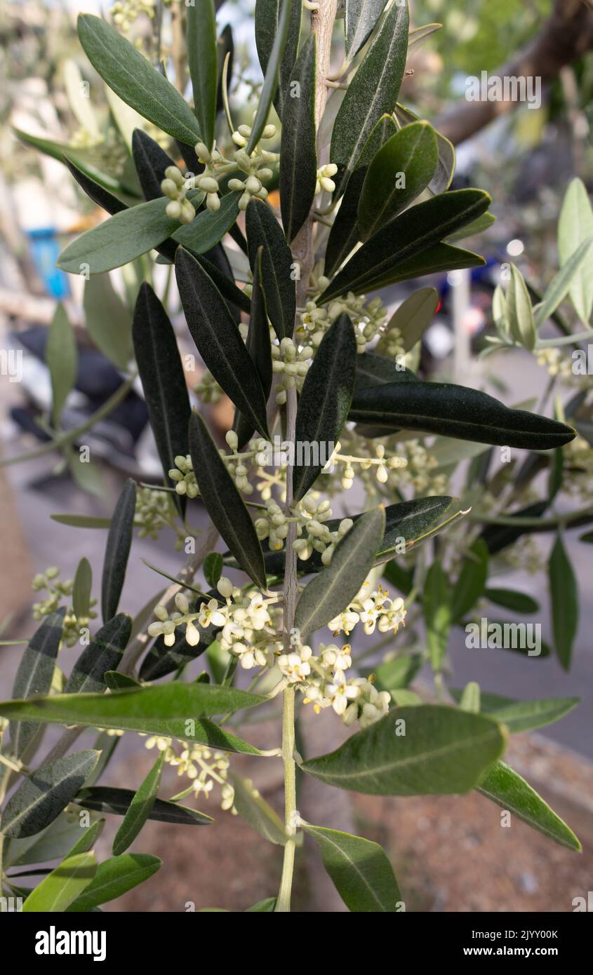 Olive tree flowers Stock Photo - Alamy