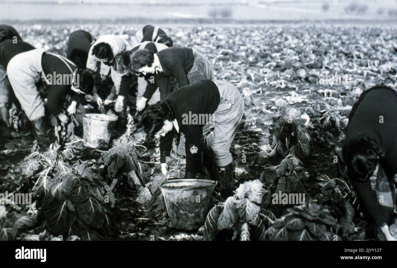 Women's Land army picks vegetables in the English countryside, during ...