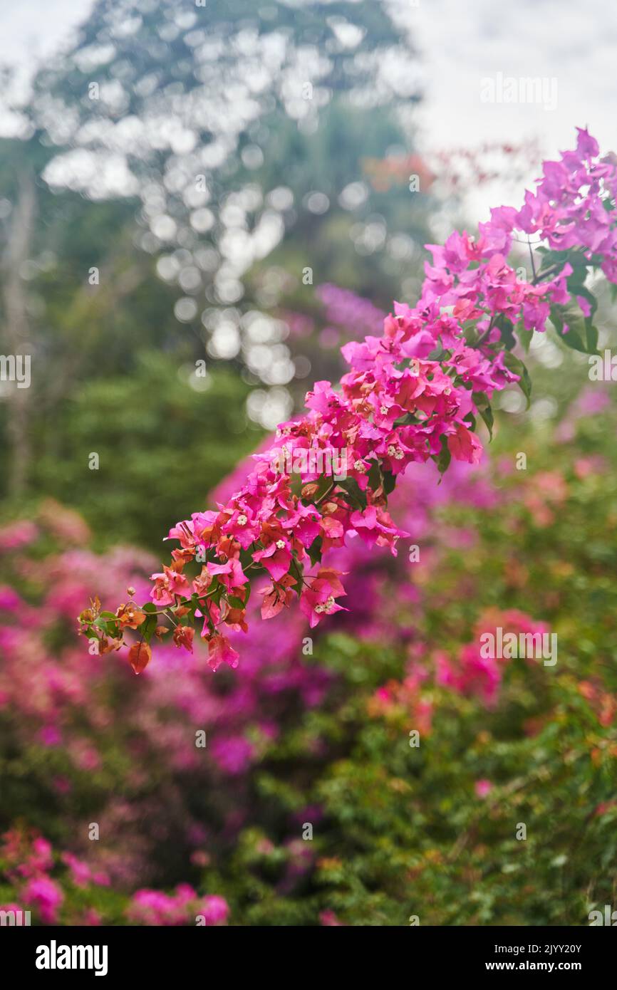 A bush with purple flowers at Royal Botanical Garden Peradeniya in ...