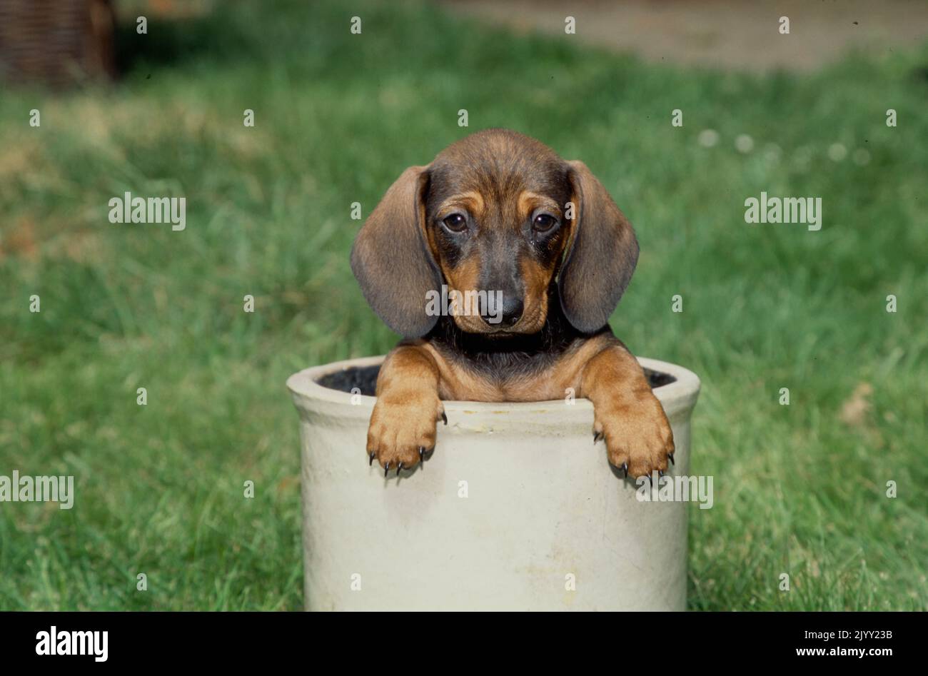 Dachshund puppy in pot Stock Photo - Alamy