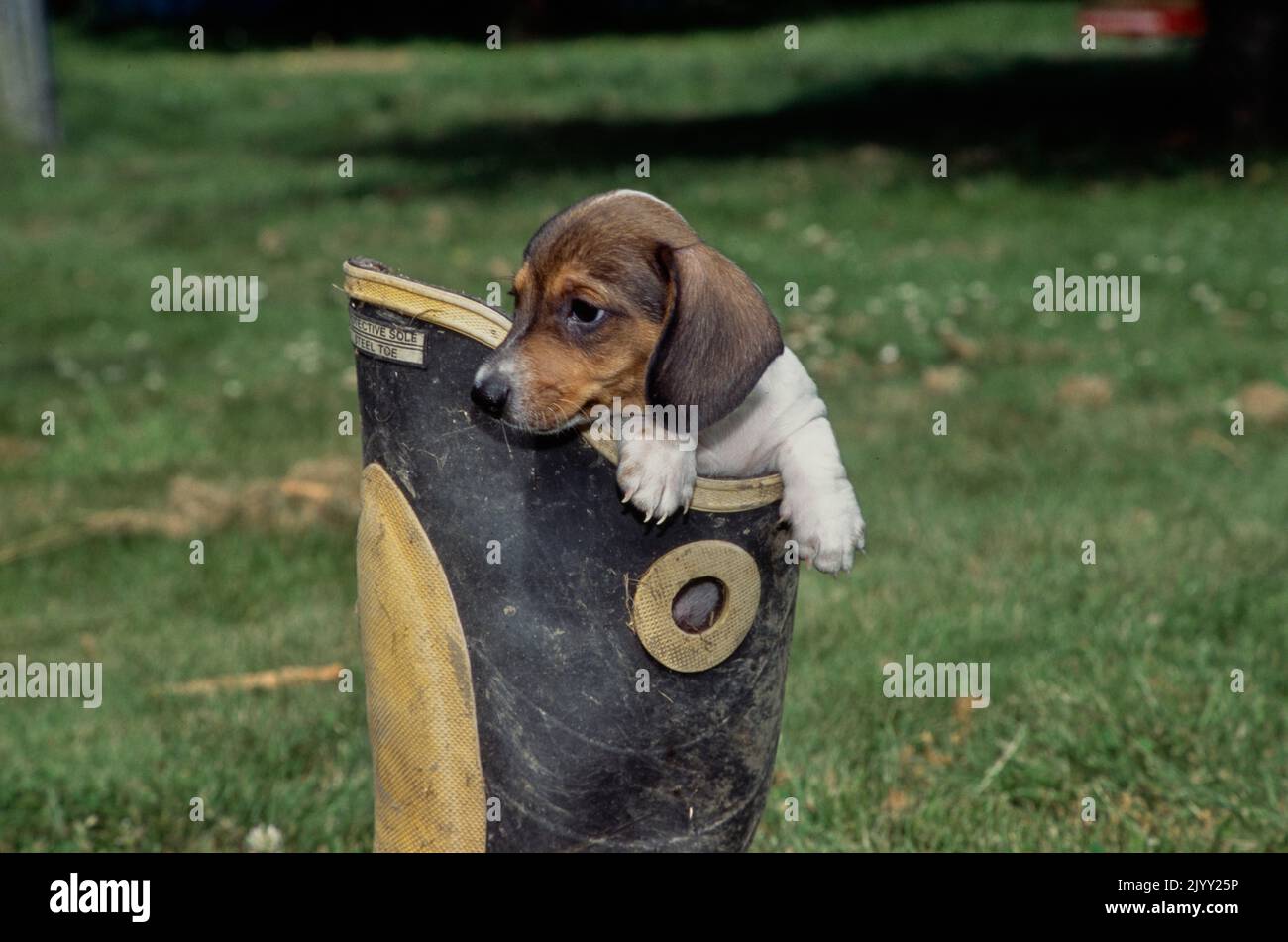 Dachshund puppy in boot Stock Photo - Alamy