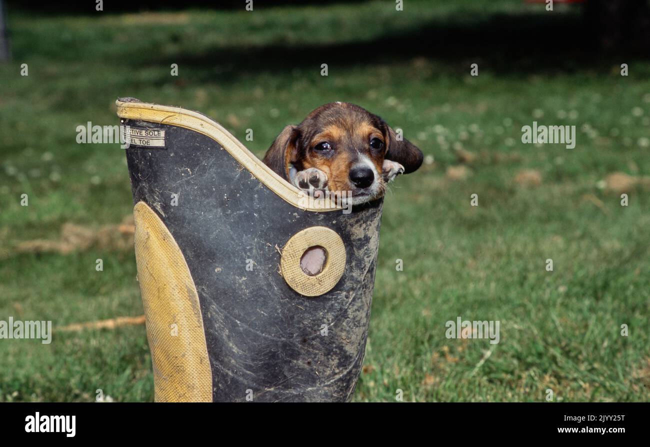Dachshund puppy in boot Stock Photo - Alamy