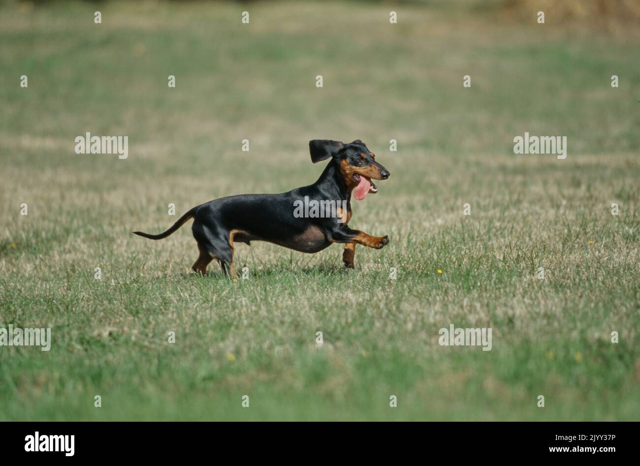 Dachshund running in grass Stock Photo - Alamy