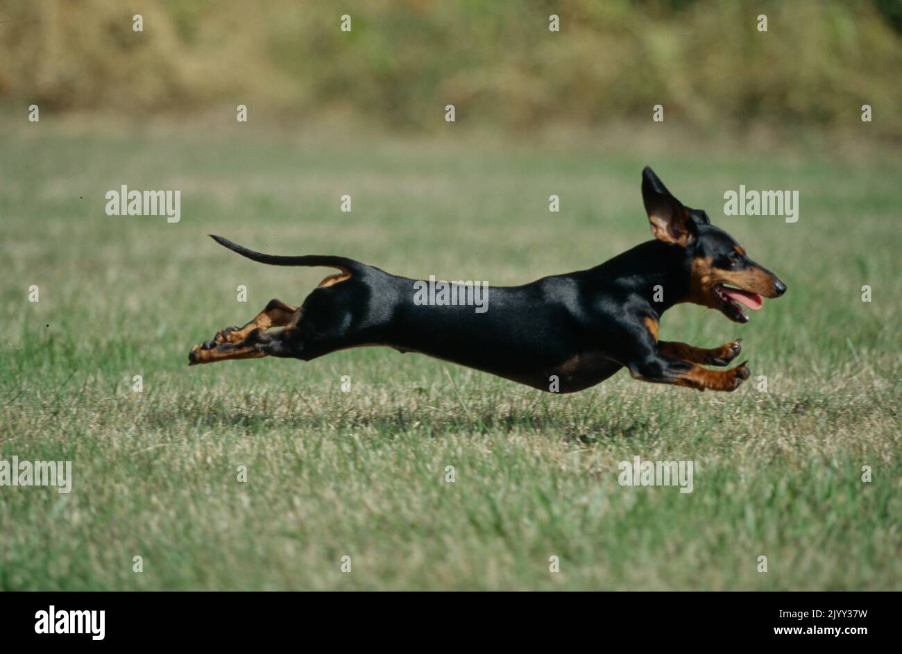 Dachshund running hi-res stock photography and images - Alamy