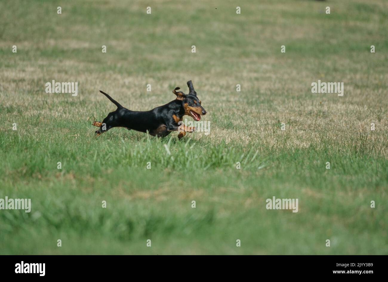 Dachshund running in grass Stock Photo - Alamy