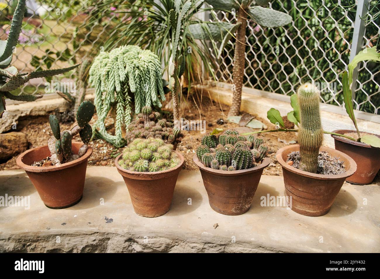 Pots with different types of exotic cacti Stock Photo - Alamy