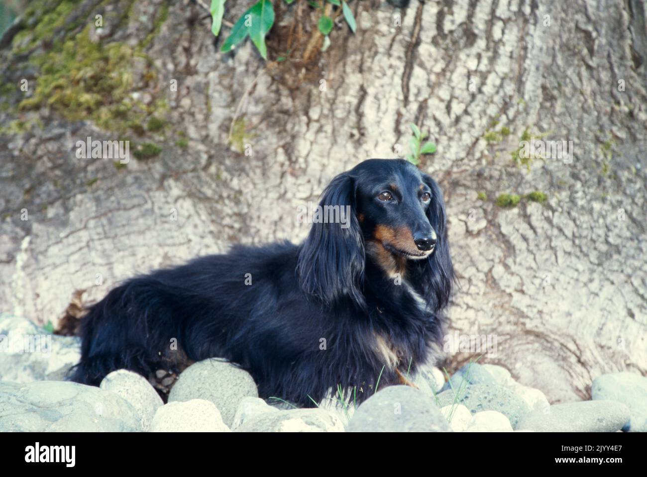 Dachshund in on rocks by tree Stock Photo - Alamy