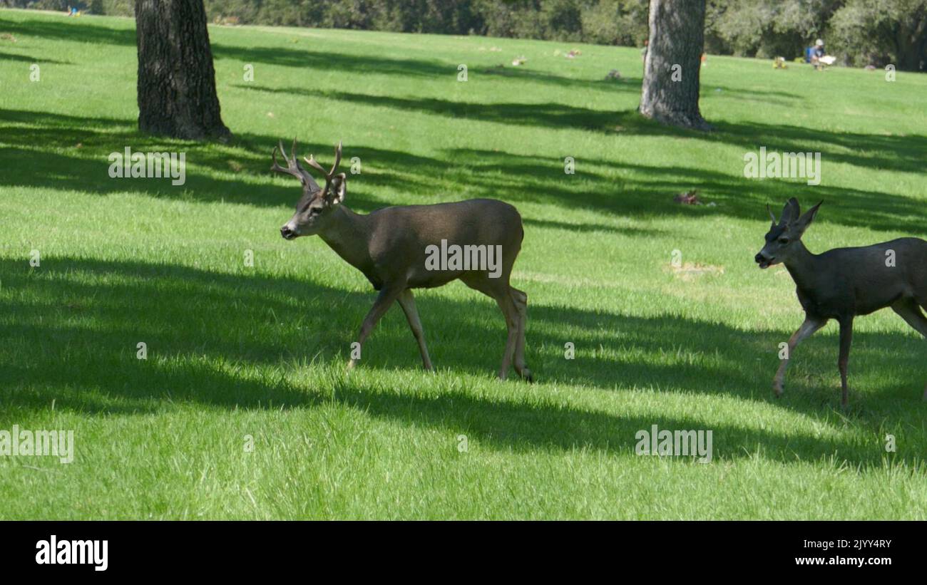 Los Angeles, California, USA 6th September 2022 Deer at Forest Lawn ...