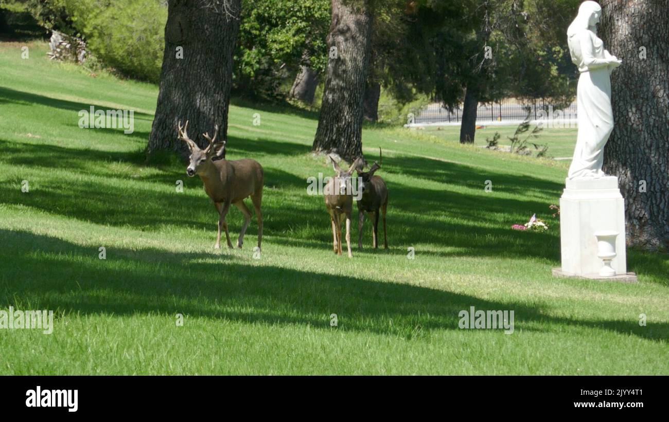 Los Angeles, California, USA 6th September 2022 Deer at Forest Lawn ...