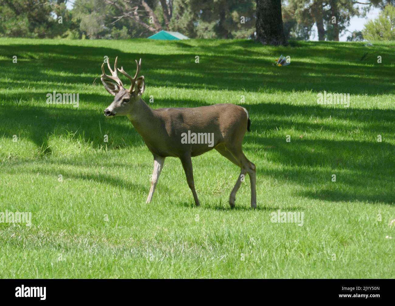 Los Angeles, California, USA 6th September 2022 Deer at Forest Lawn ...