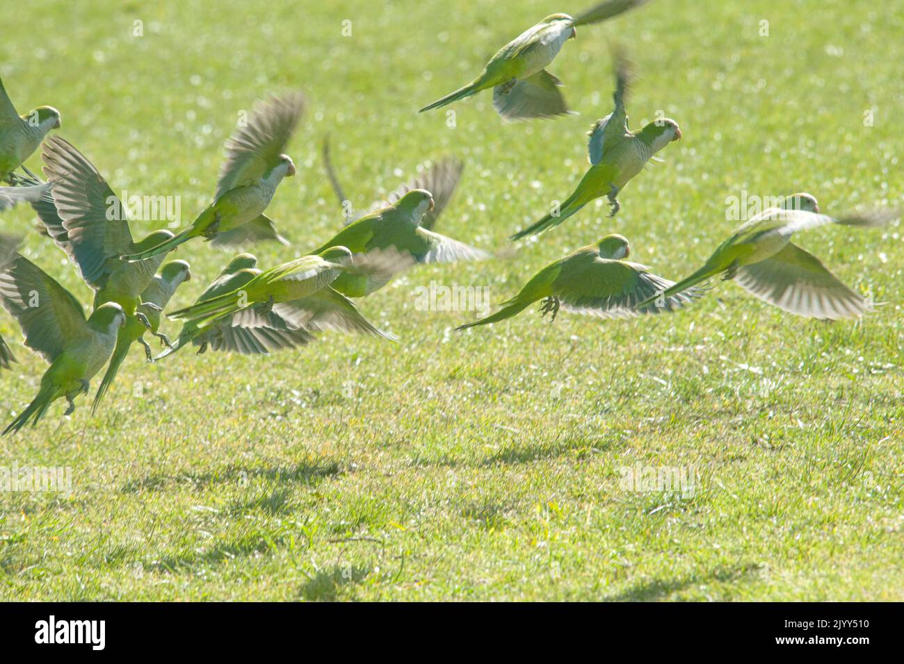 Parrots field hi-res stock photography and images - Alamy