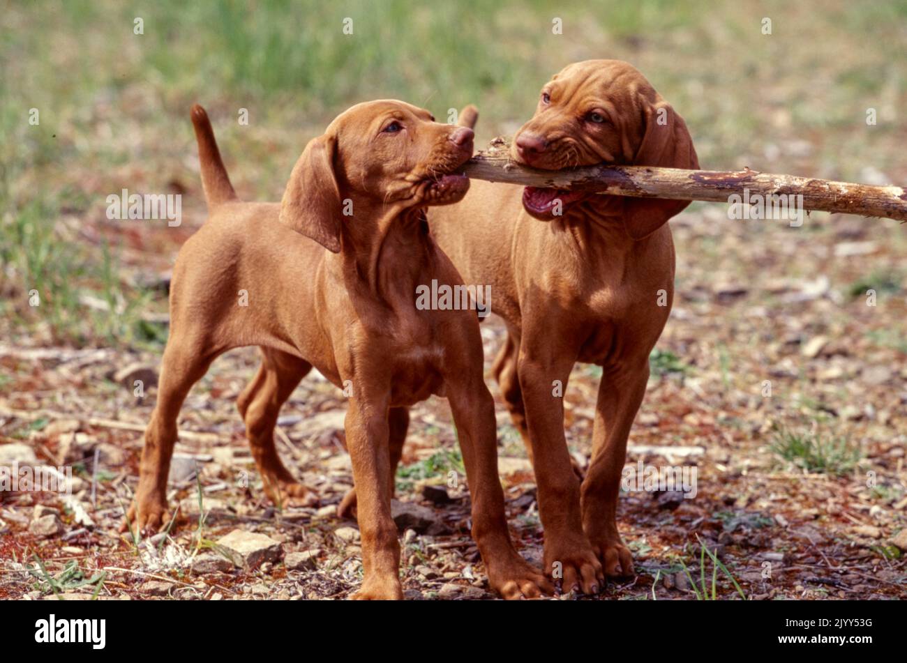 Two Vizsla puppies playing with stick Stock Photo - Alamy