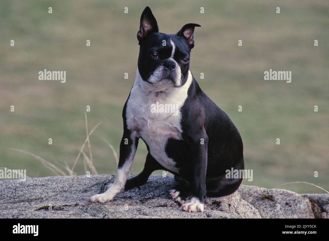 Boston Terrier sitting on rock outside Stock Photo - Alamy