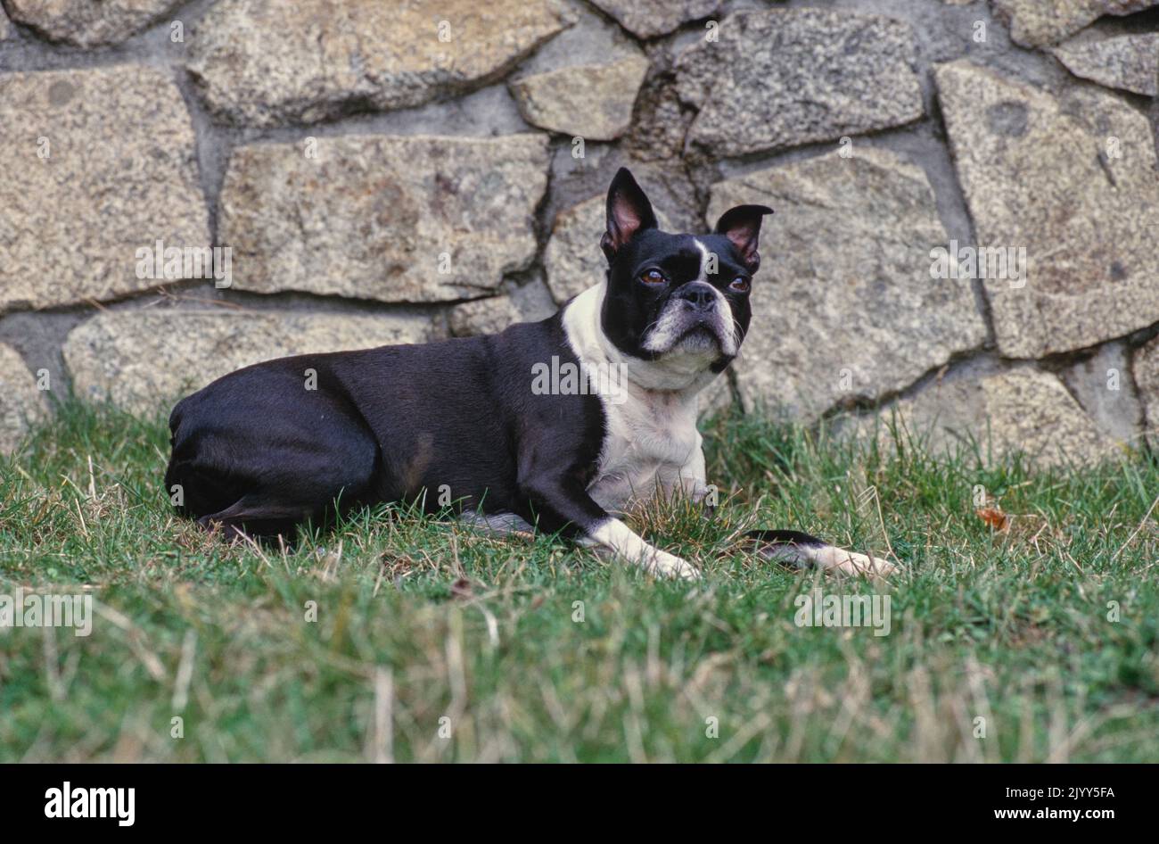 Boston Terrier laying down in grass near stone wall Stock Photo - Alamy