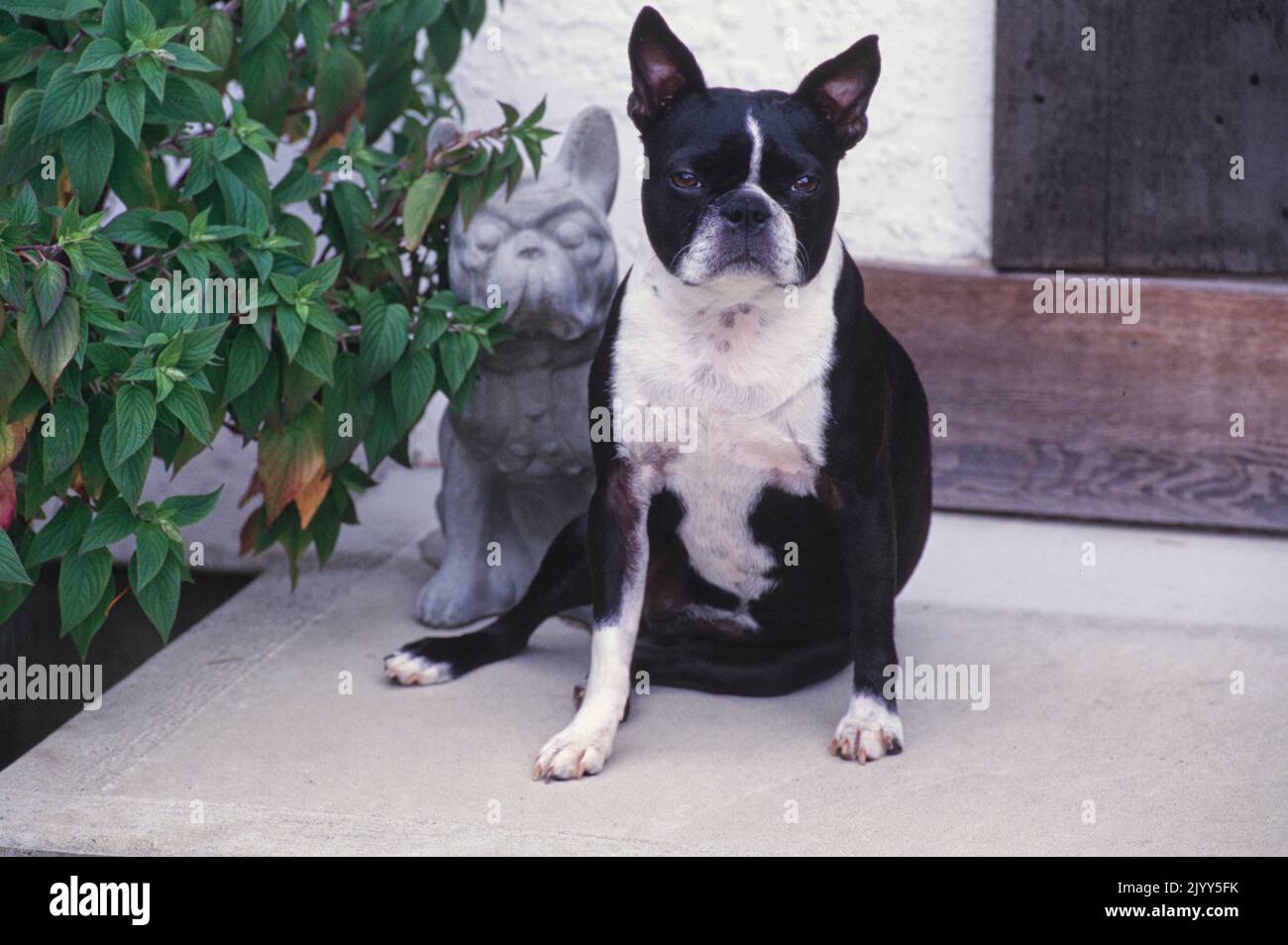 Boston Terrier sitting on front porch by dog statute Stock Photo - Alamy