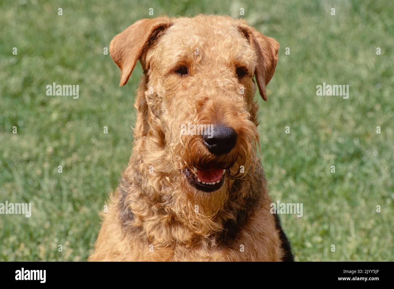 Pedigree airedale hi-res stock photography and images - Alamy