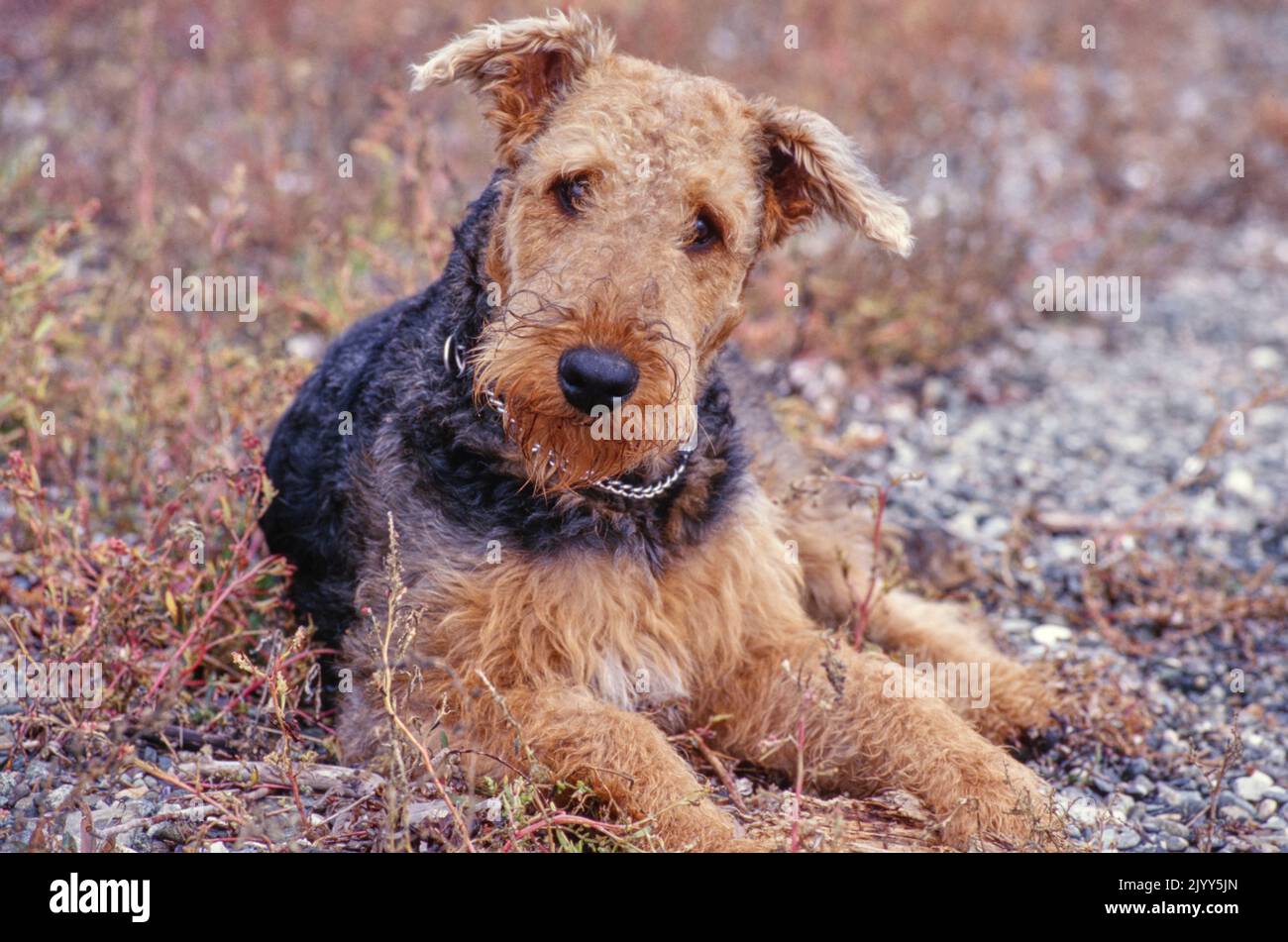 Are Airedales Cuddly