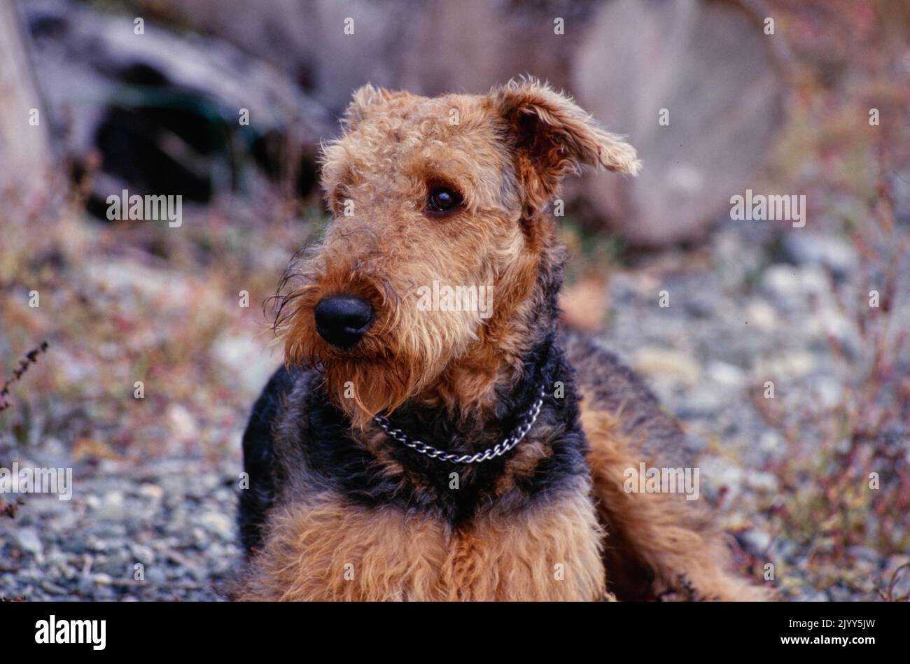 Pedigree airedale hi-res stock photography and images - Alamy