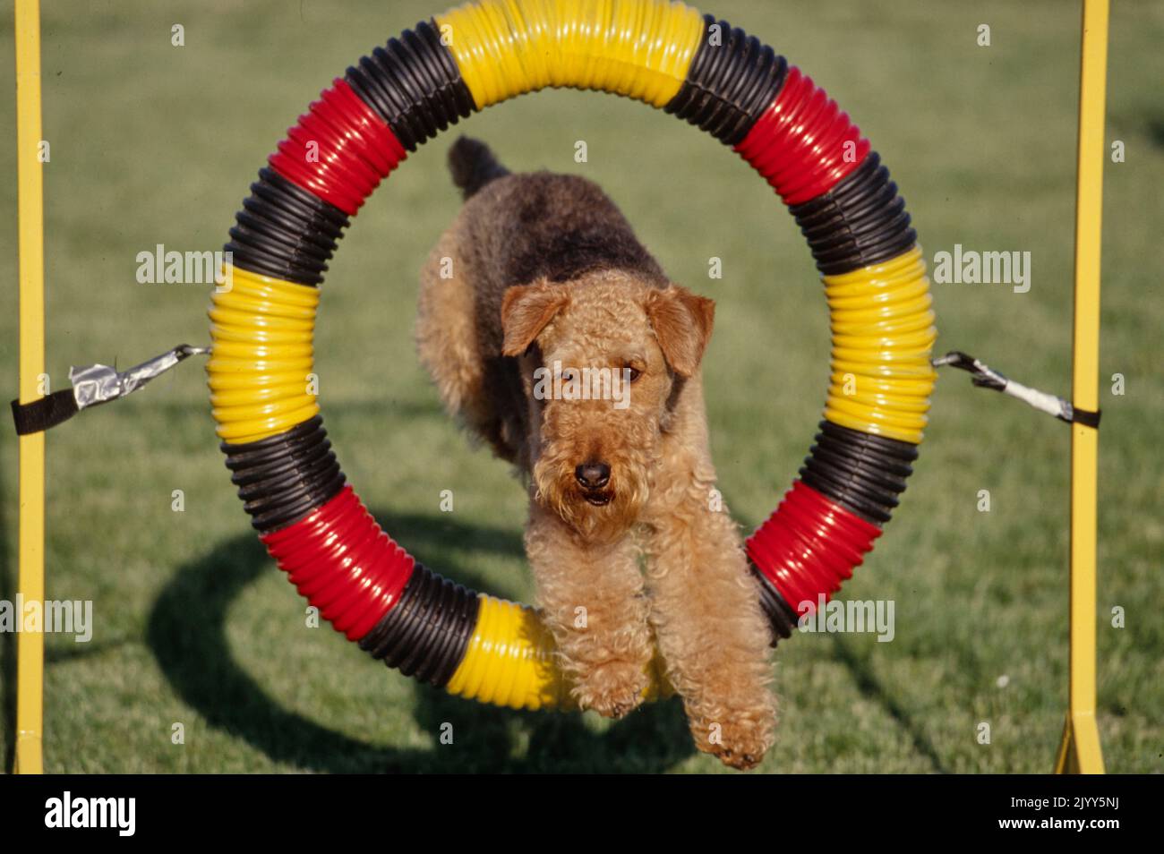 Jumping through hoop hi-res stock photography and images - Alamy