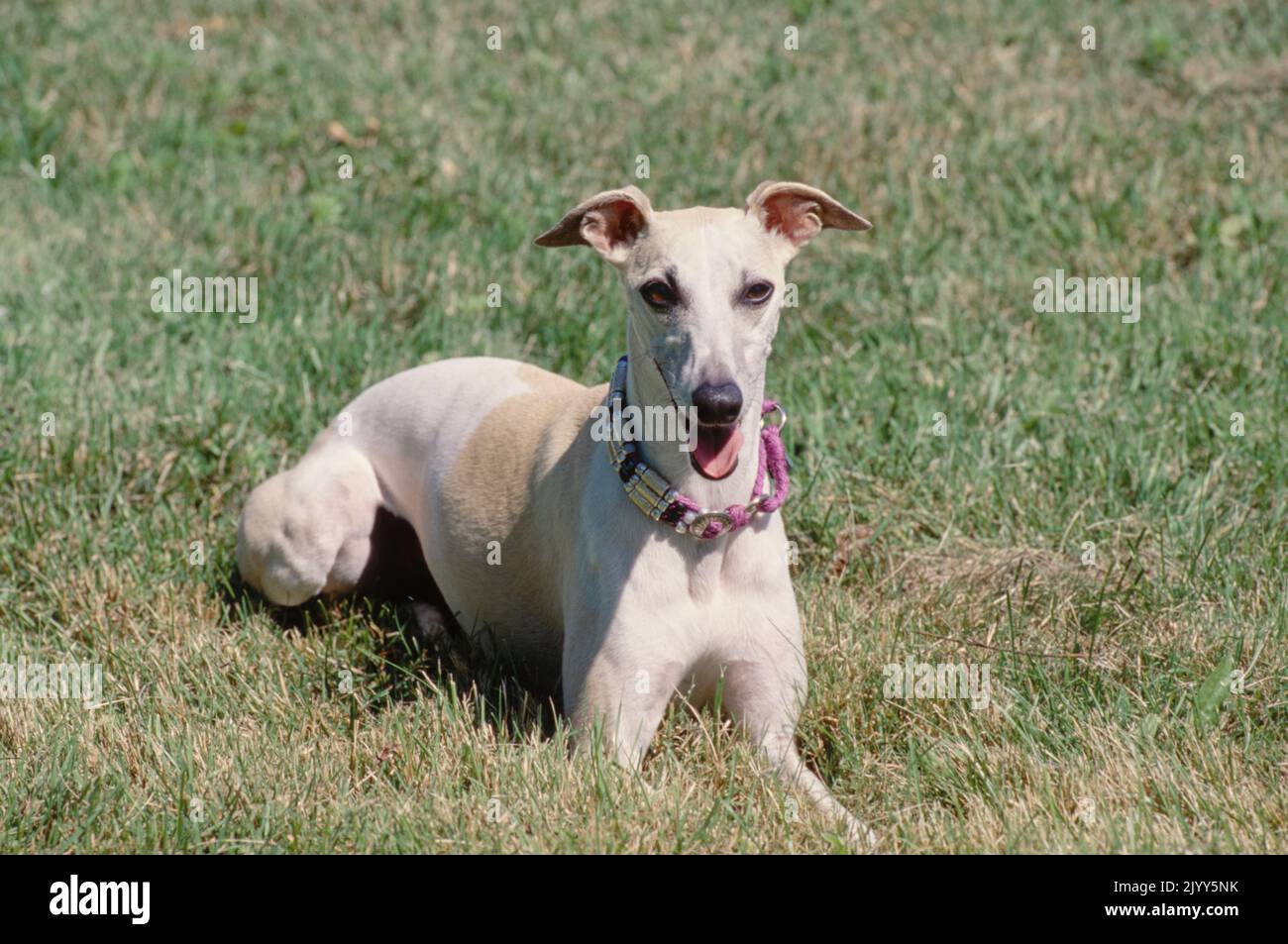Dog laying in sun hi-res stock photography and images - Alamy