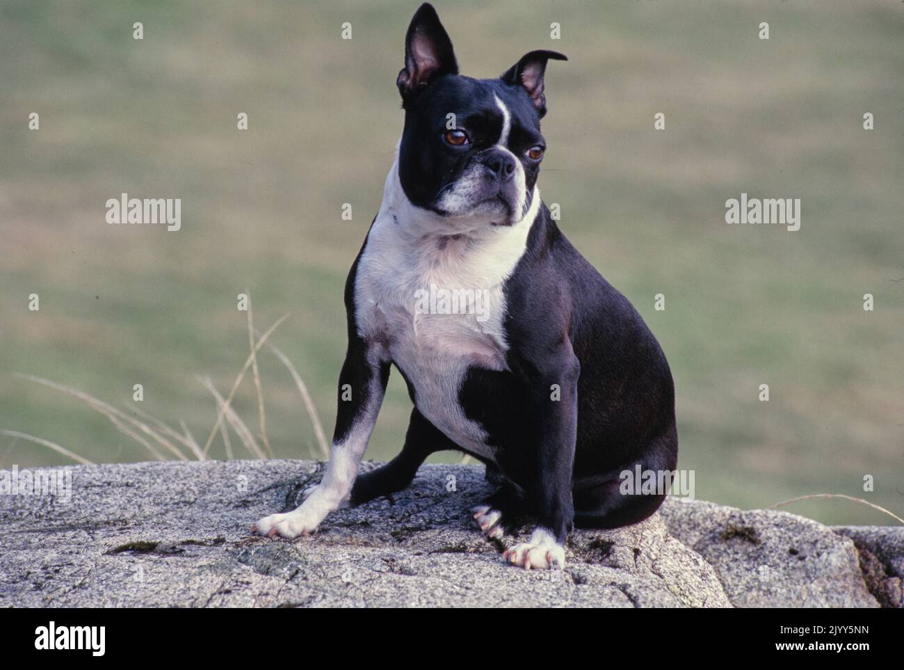Boston Terrier sitting on rocky surface outside Stock Photo - Alamy
