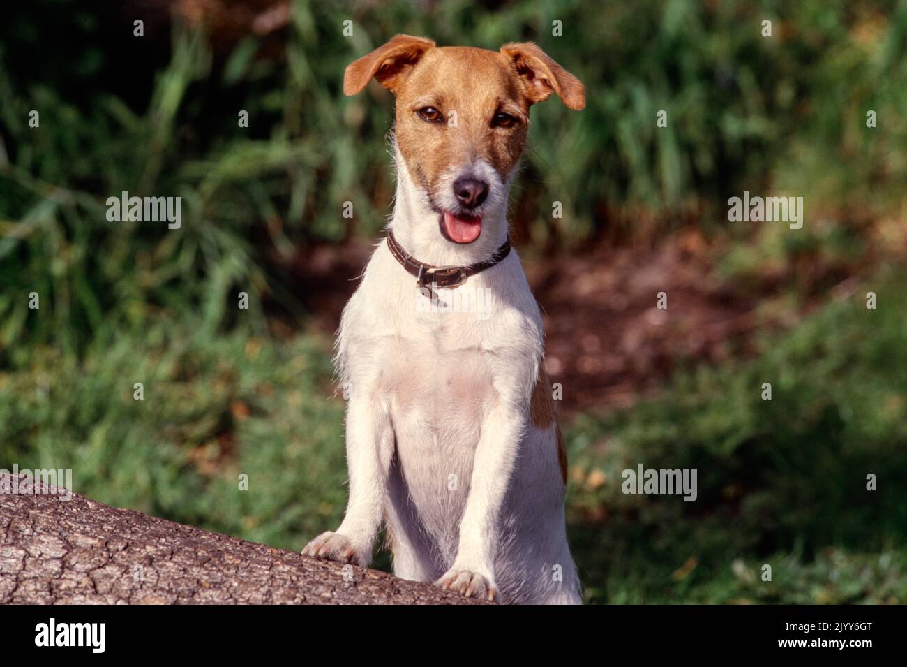 Jack Russell Sitting