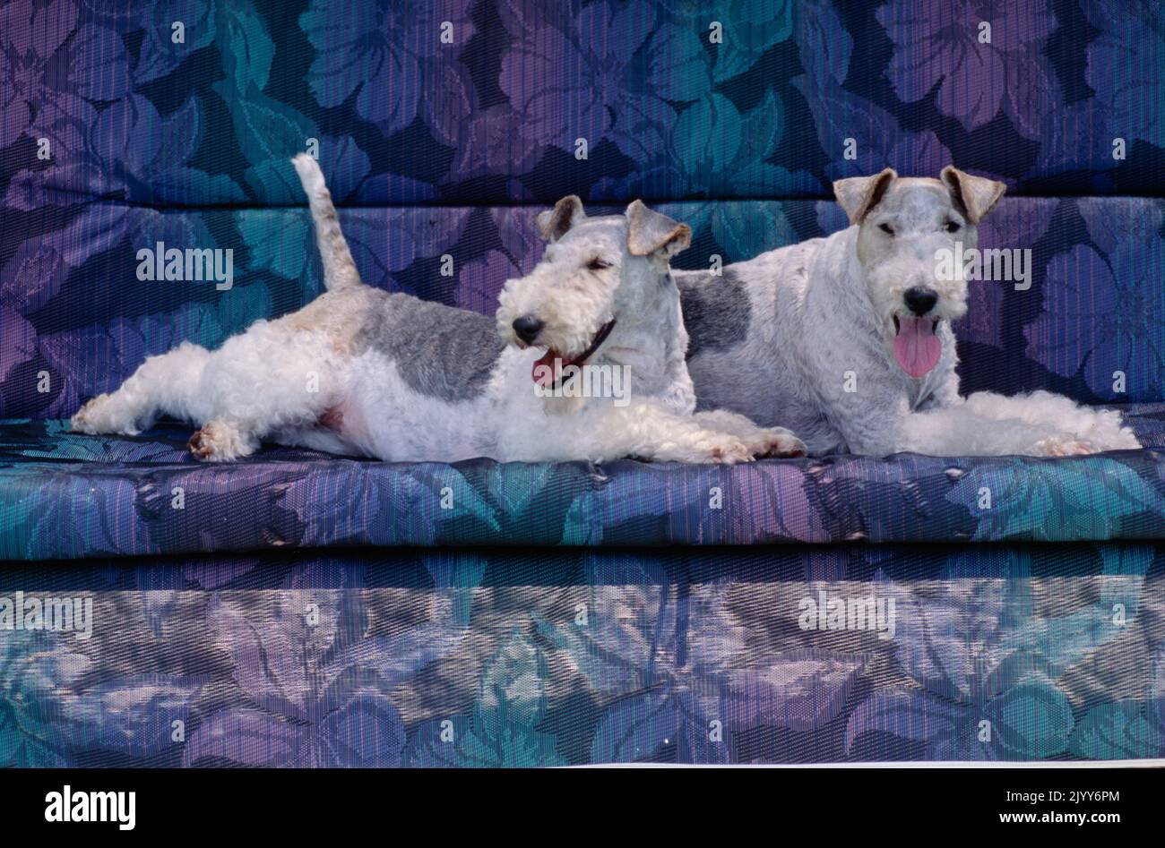 Two Wire Fox Terriers laying next to each other on blue and purple ...