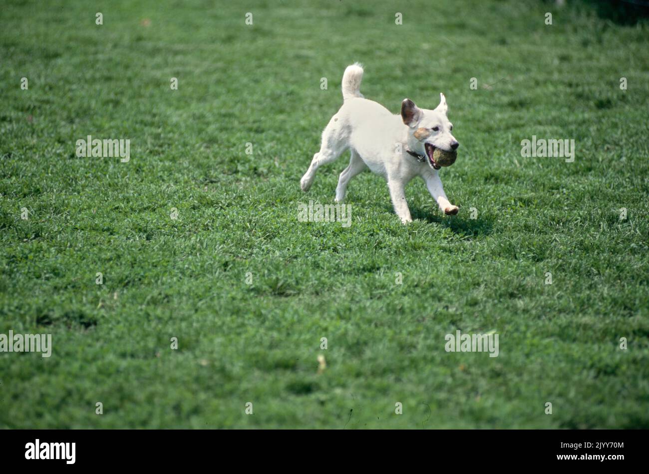 White Jack Russell Terrier running with ball in mouth through grass ...