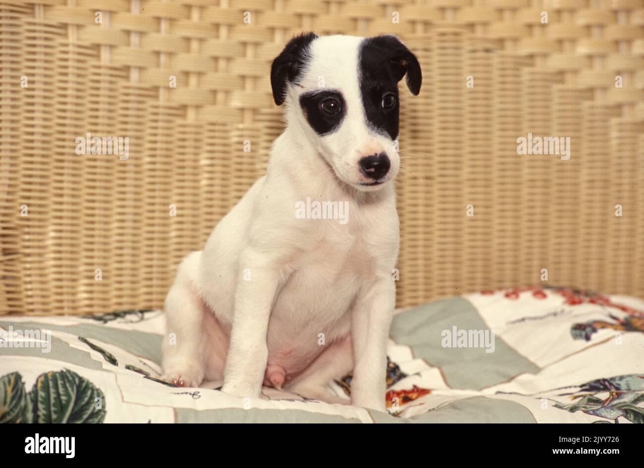 Jack Russell Terrier puppy sitting on wicker sofa Stock Photo - Alamy