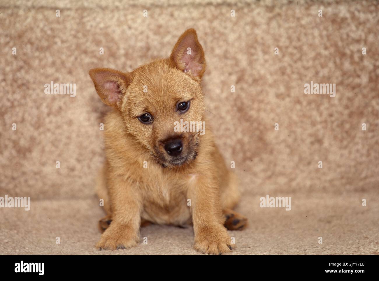 Norwich Terrier puppy sitting on beige carpet stairs Stock Photo - Alamy