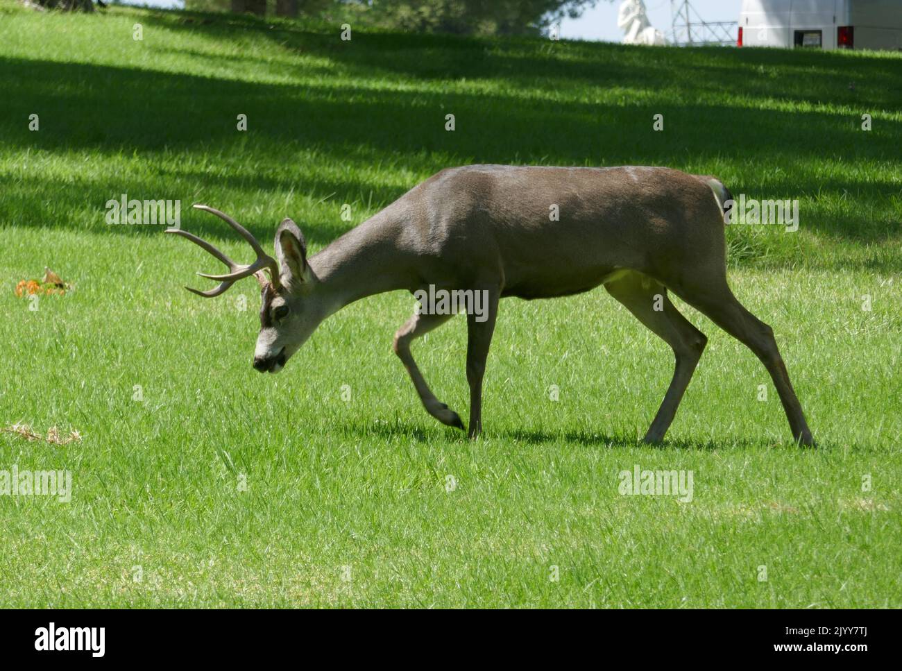 Los Angeles, California, USA 6th September 2022 Deer at Forest Lawn ...
