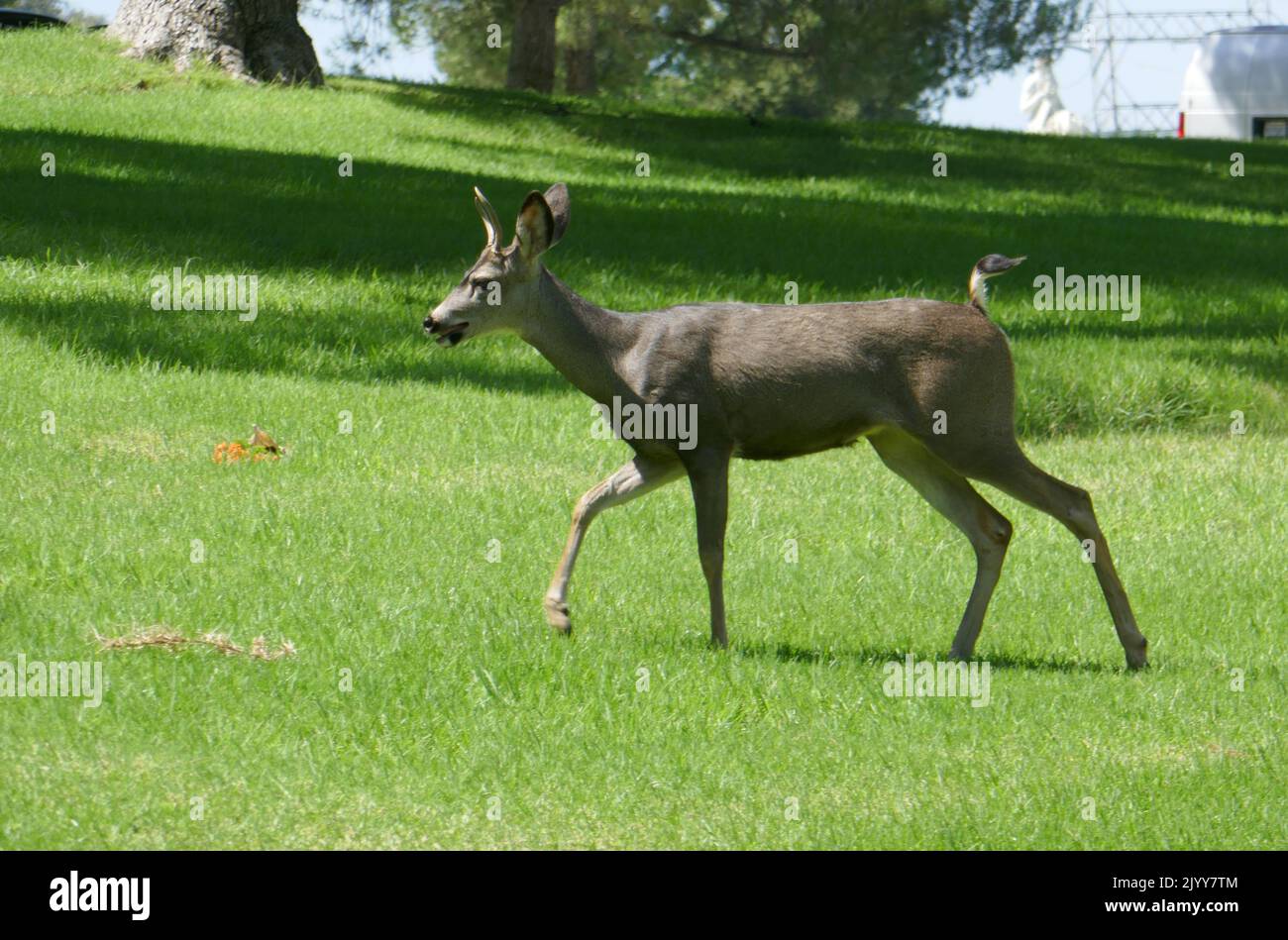Los Angeles, California, USA 6th September 2022 Deer at Forest Lawn ...